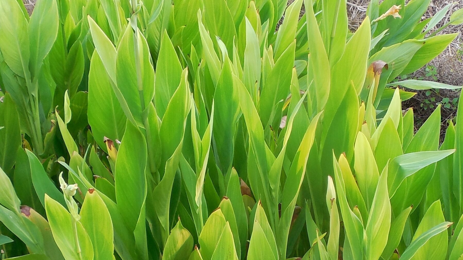 Turmeric | Herbal Info