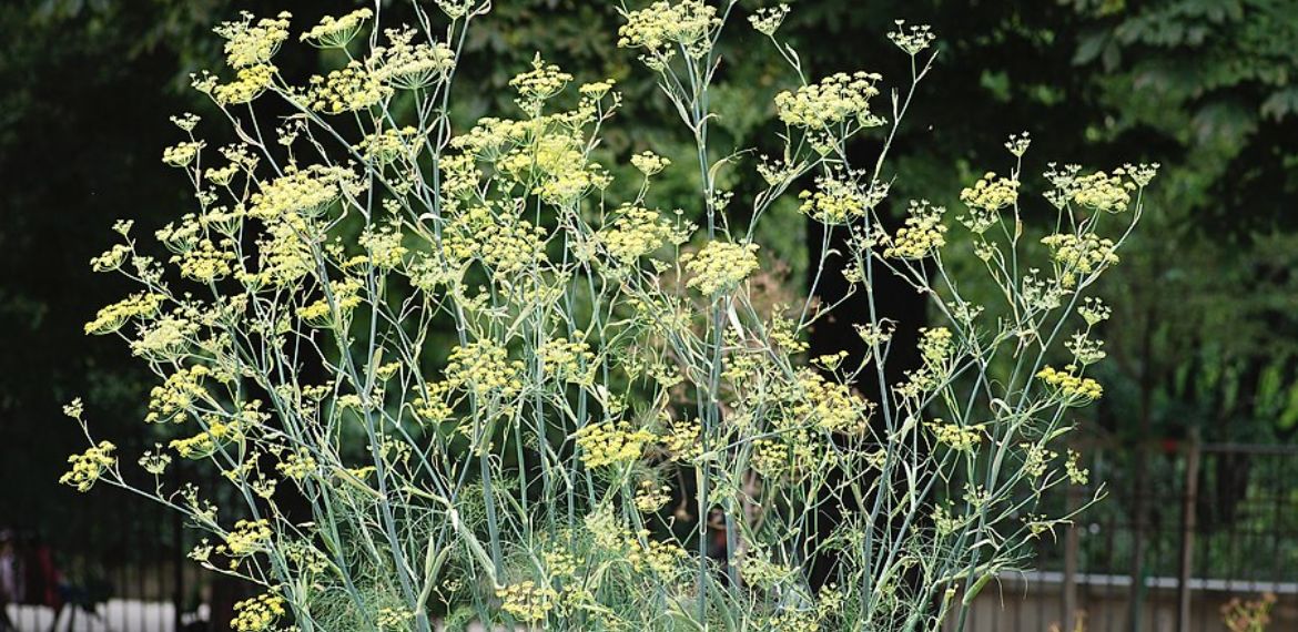 Fennel | Herbal Info