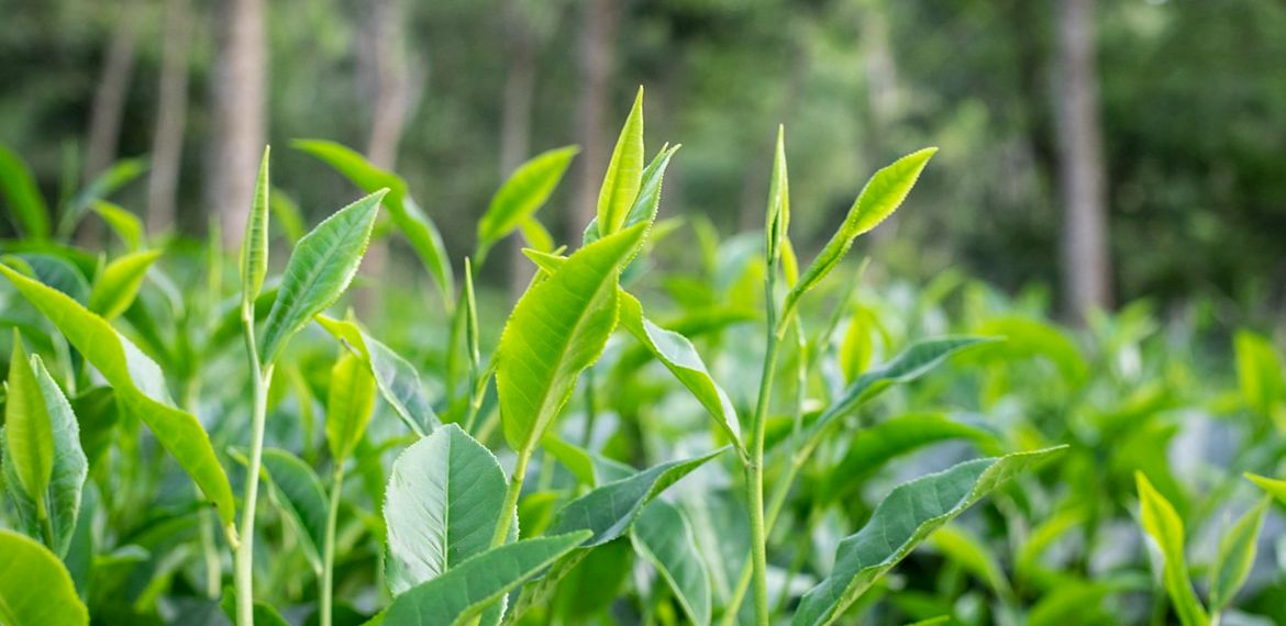 Green Tea | Herbal Info