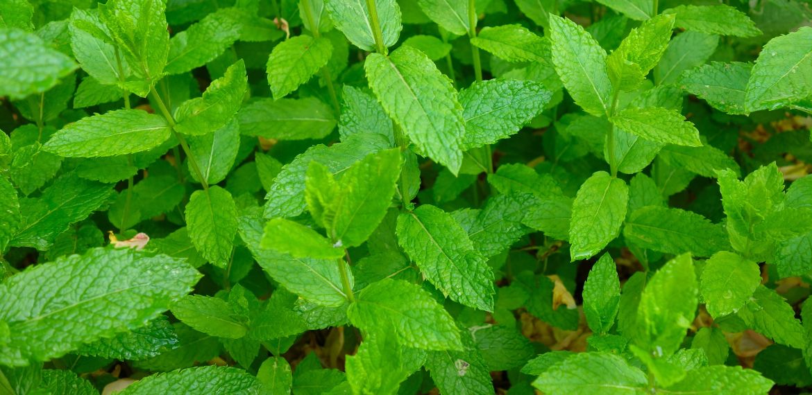 Peppermint | Herbal Info