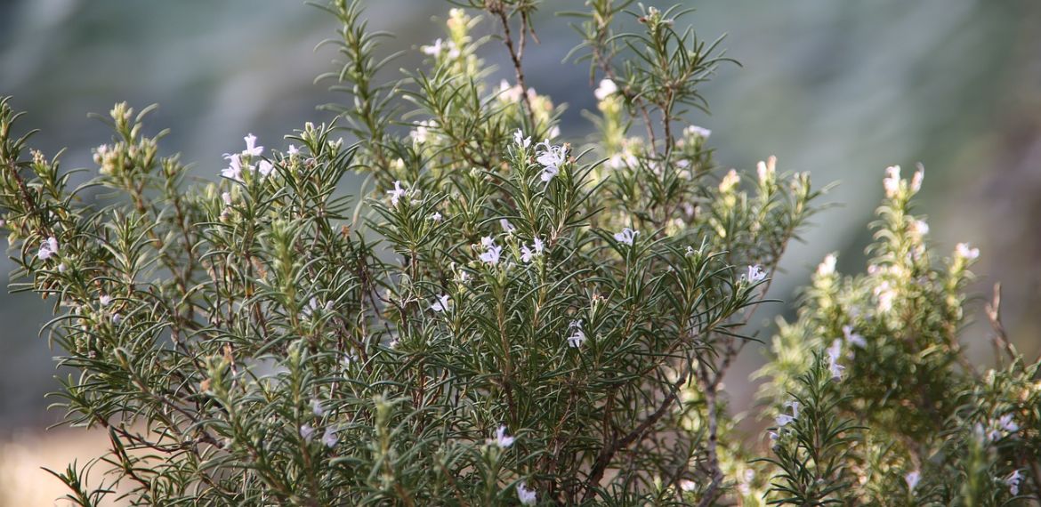 Rosemary | Herbal Info
